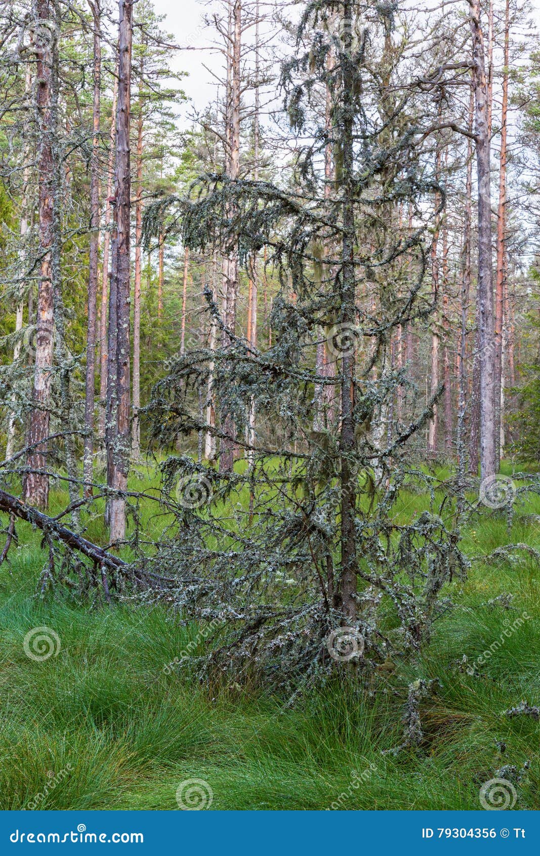 Old dead spruce tree stock photo. Image of lichens, marsh - 79304356