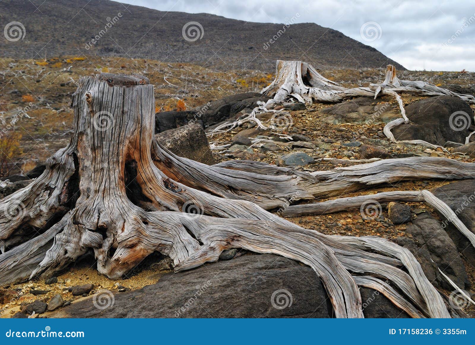 Old dead stumps stock photo. Image of environment, pollution - 17158236