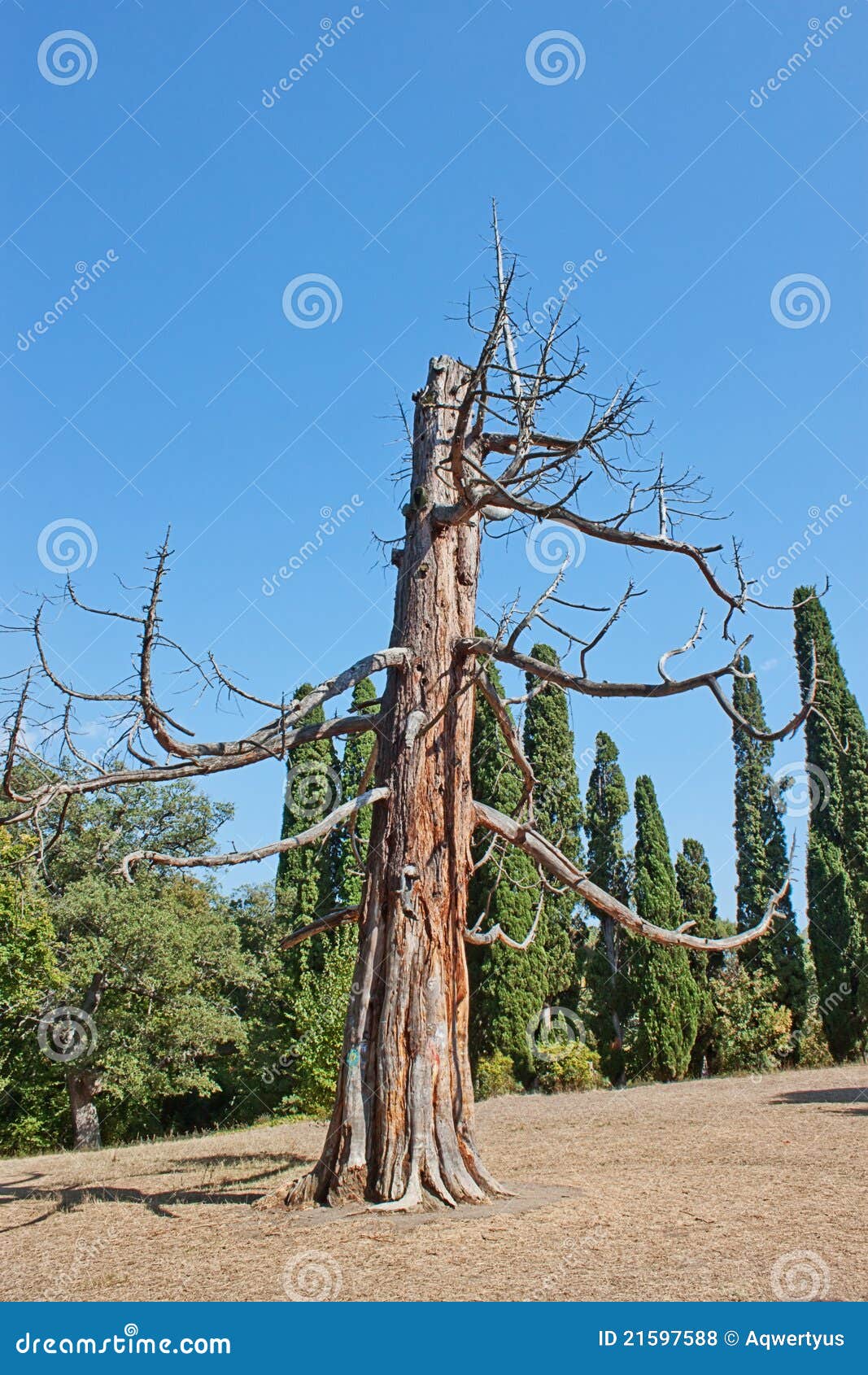 The old dead tree stock photo. Image of night, autumn - 21597588