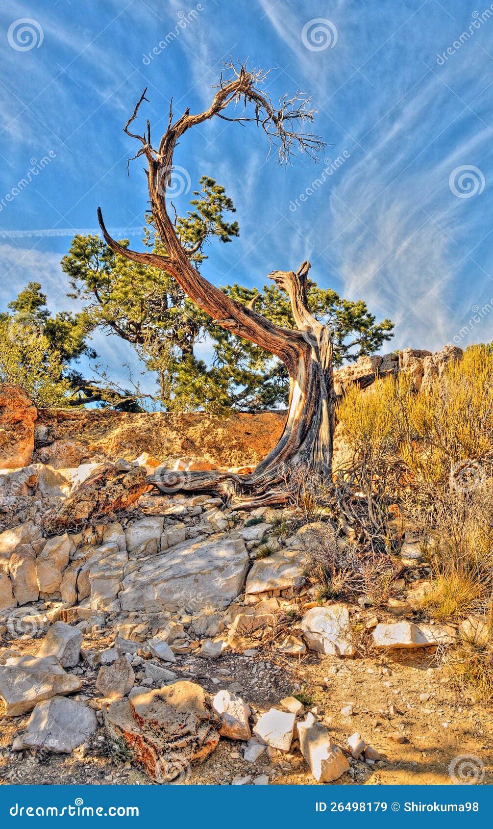 Old dead tree stock image. Image of landscapes, arid - 26498179