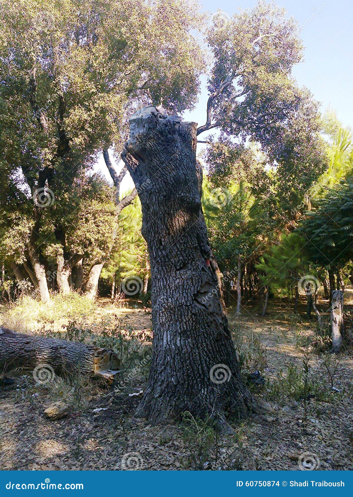 An Old Dead Tree in Bostan Albasha - Syria Stock Photo - Image of ...