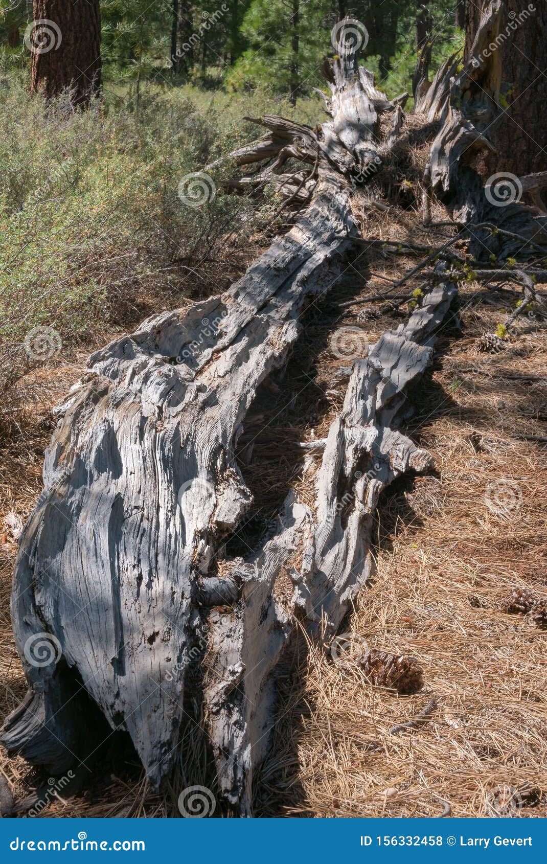 Old Dead Tree Feeds the Forest Stock Photo - Image of gold, countryside ...