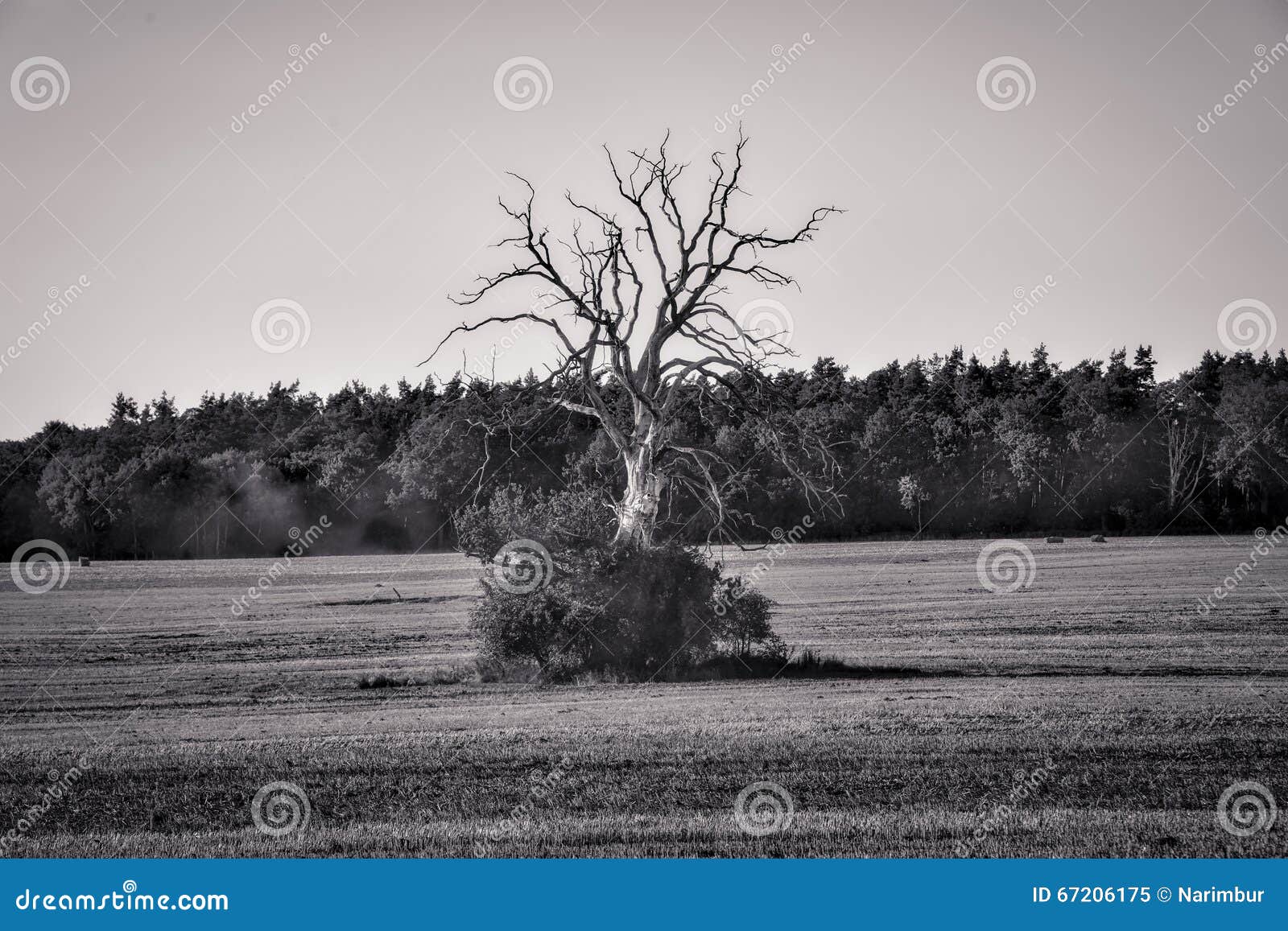 Old dead tree on a field stock image. Image of large - 67206175