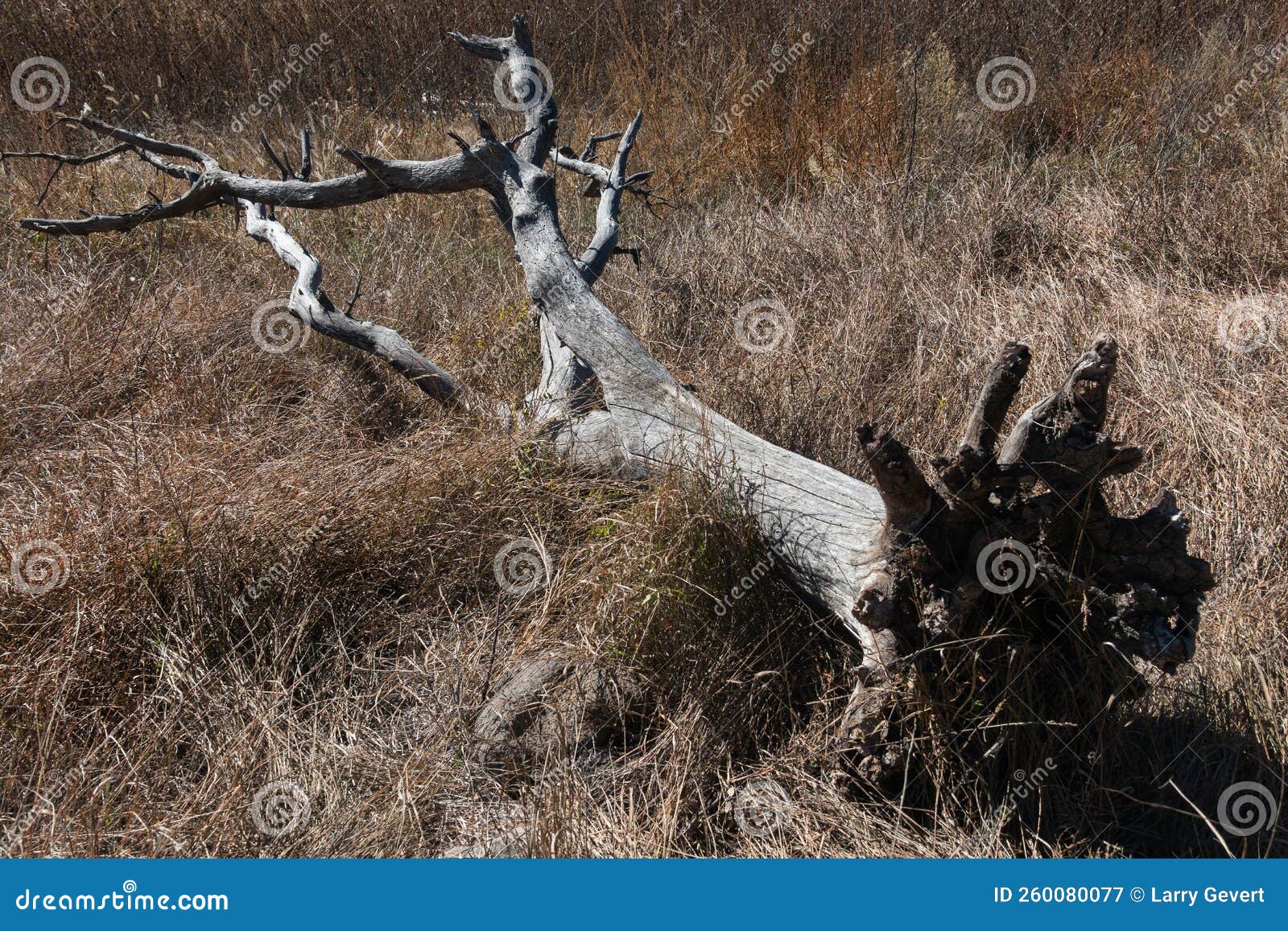Old Dead Tree in a Grass Field Stock Image - Image of environmental ...