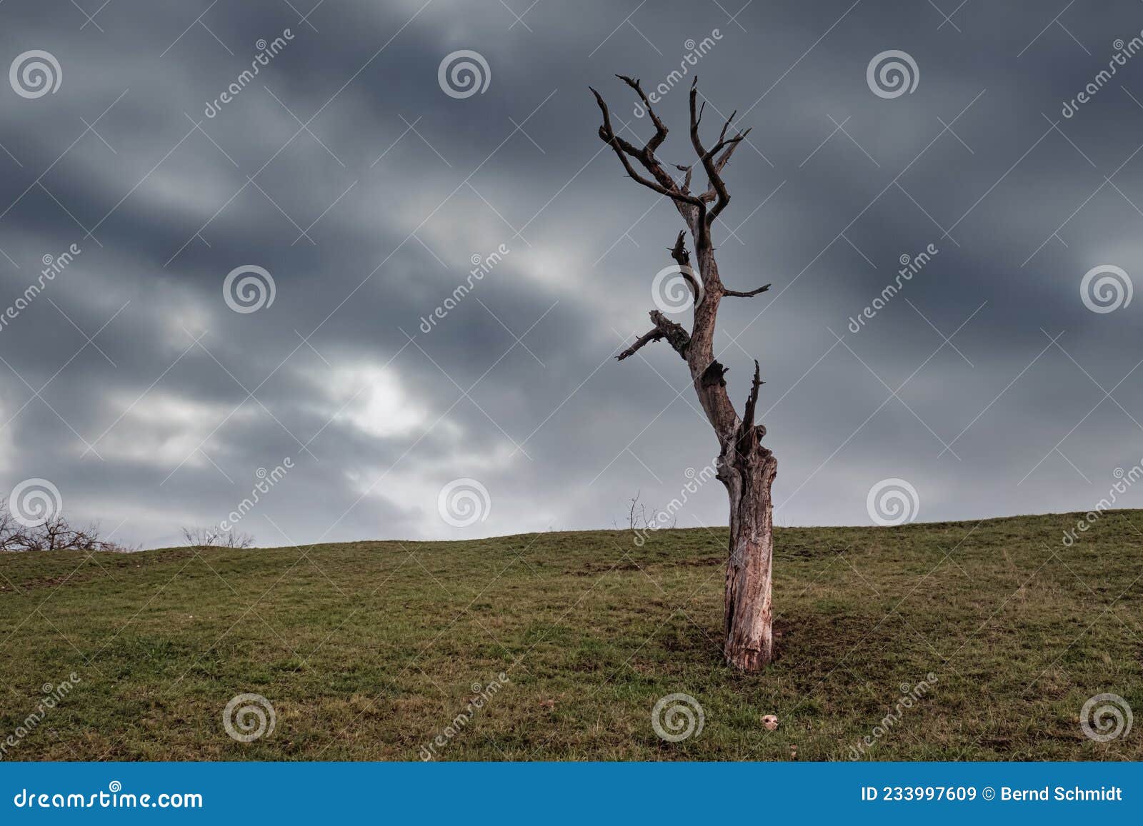 Old Dead Tree with Grey Clouds in the Sky Stock Image - Image of meadow ...