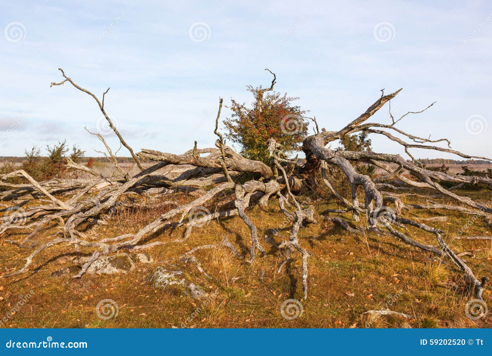 Old dead tree stock photo. Image of twigs, landscape - 59202520