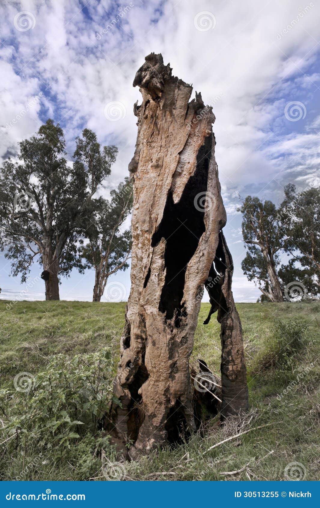 Old Dead Tree stock image. Image of natural, outdoors - 30513255