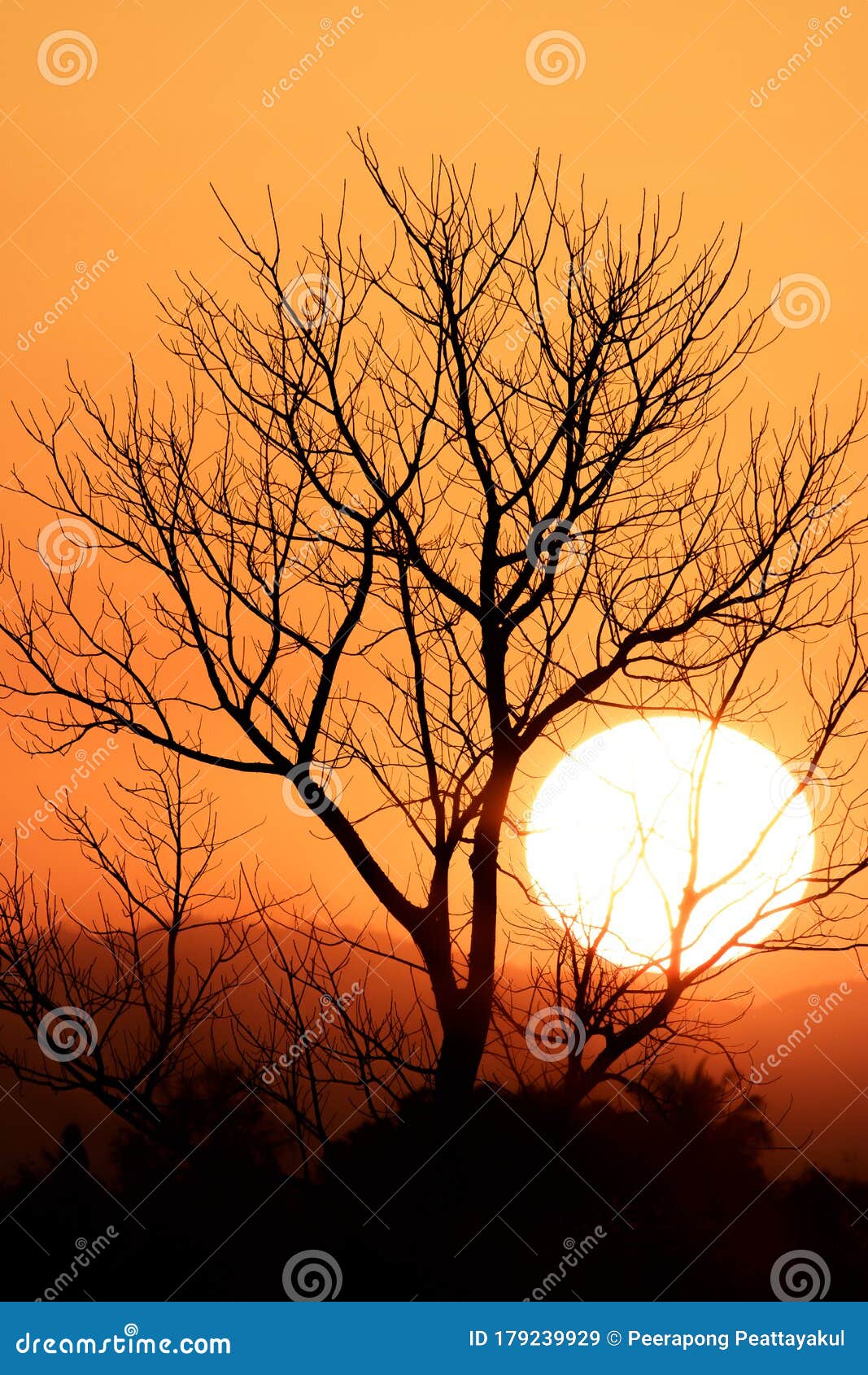 Old Dead Tree Isolated on Colorful Dramatic Sky with Cloud at Sunset ...