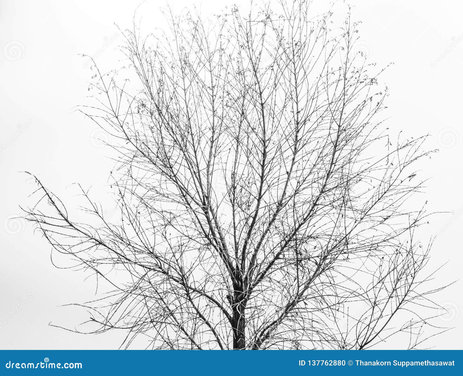 Old and Dead Tree Isolated on White Background, the Branches of Trees ...