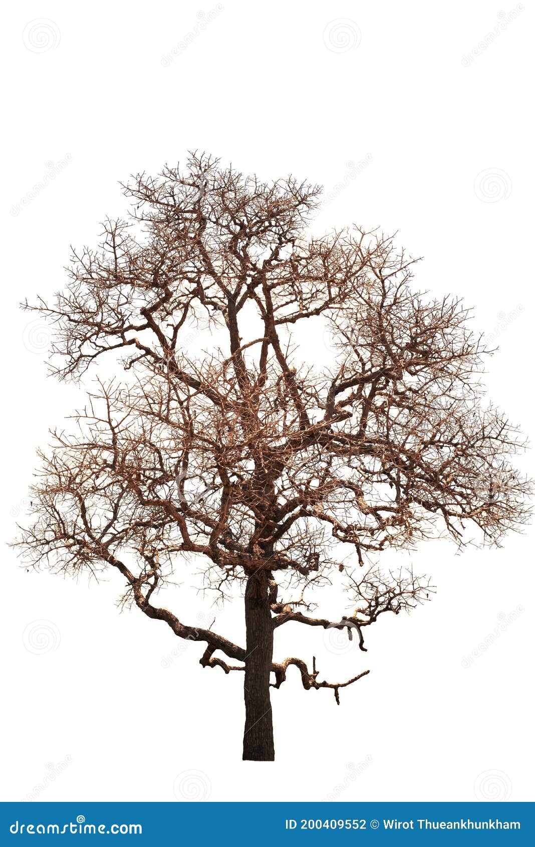 Dead Trees in the Natural White Background Stock Photo - Image of fall ...