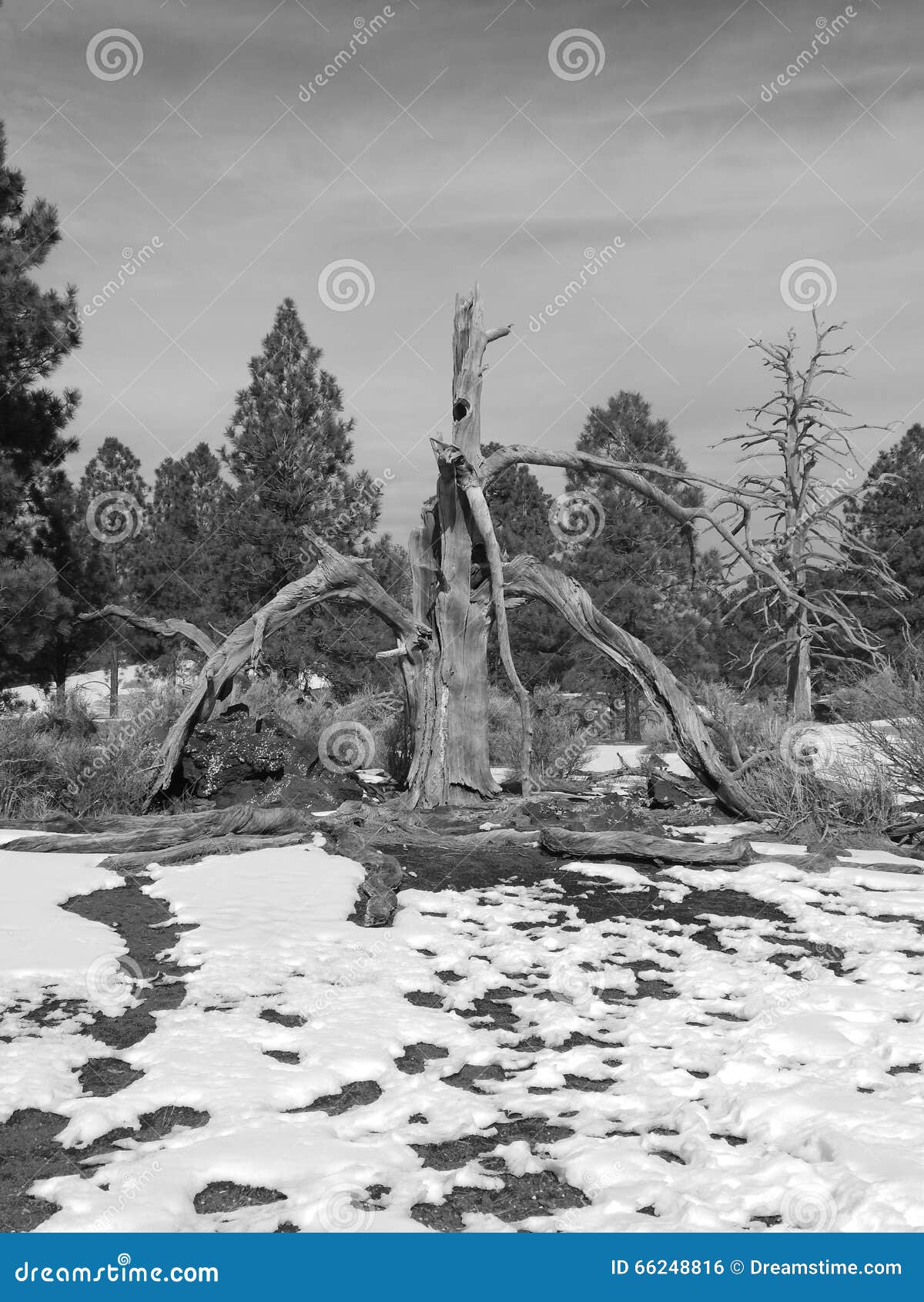 Old dead tree stock photo. Image of large, northern, dead - 66248816