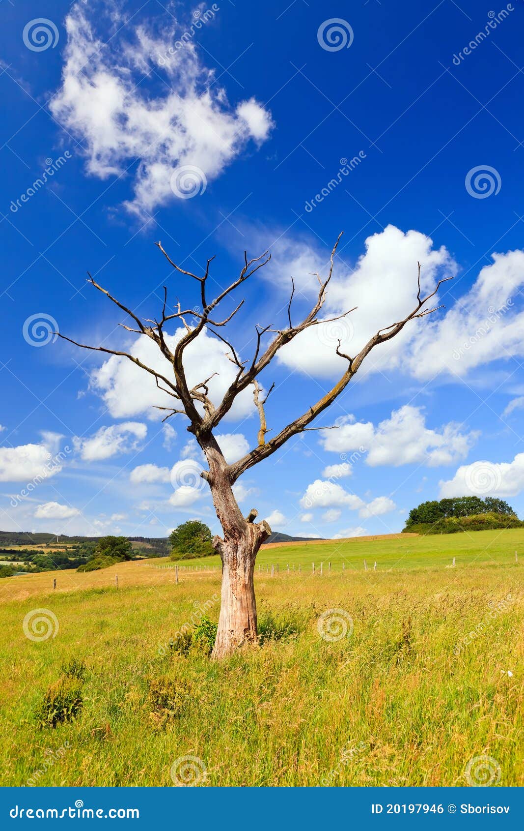 Old dead tree on a meadow stock photo. Image of field - 20197946