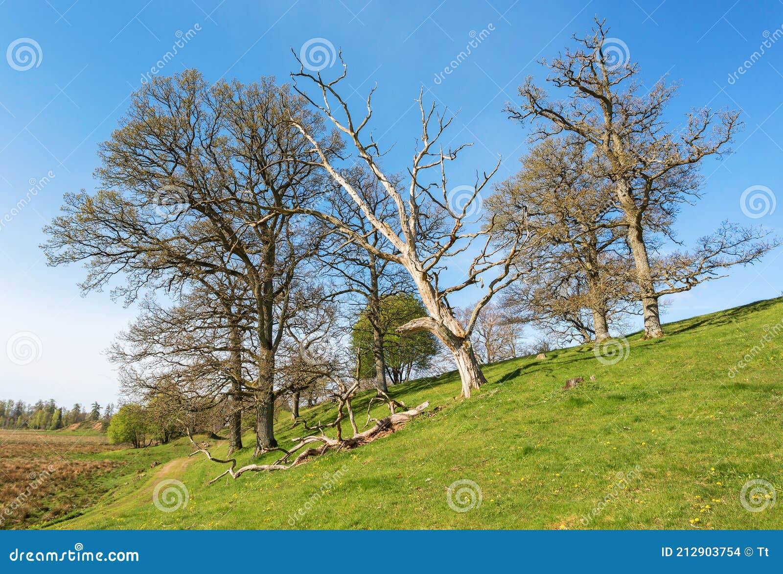 Trees On The Hillside Royalty-Free Stock Image | CartoonDealer.com ...