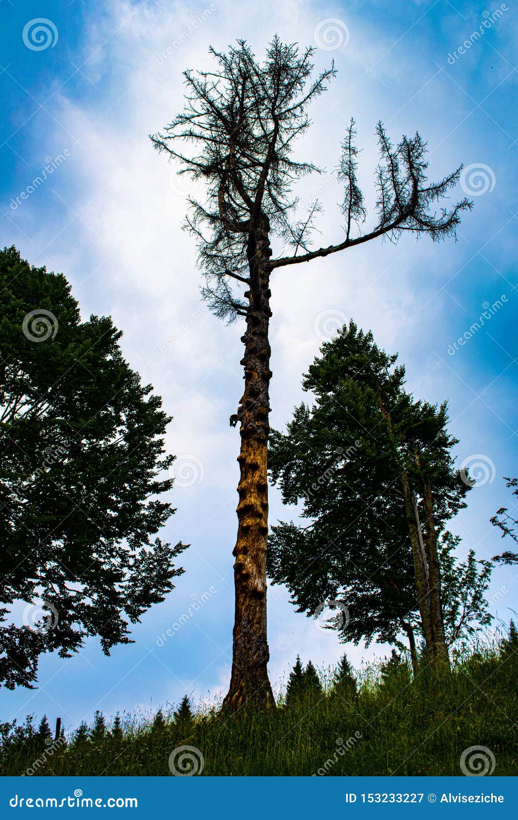 Old dead tree stock image. Image of element, fall, life - 153233227