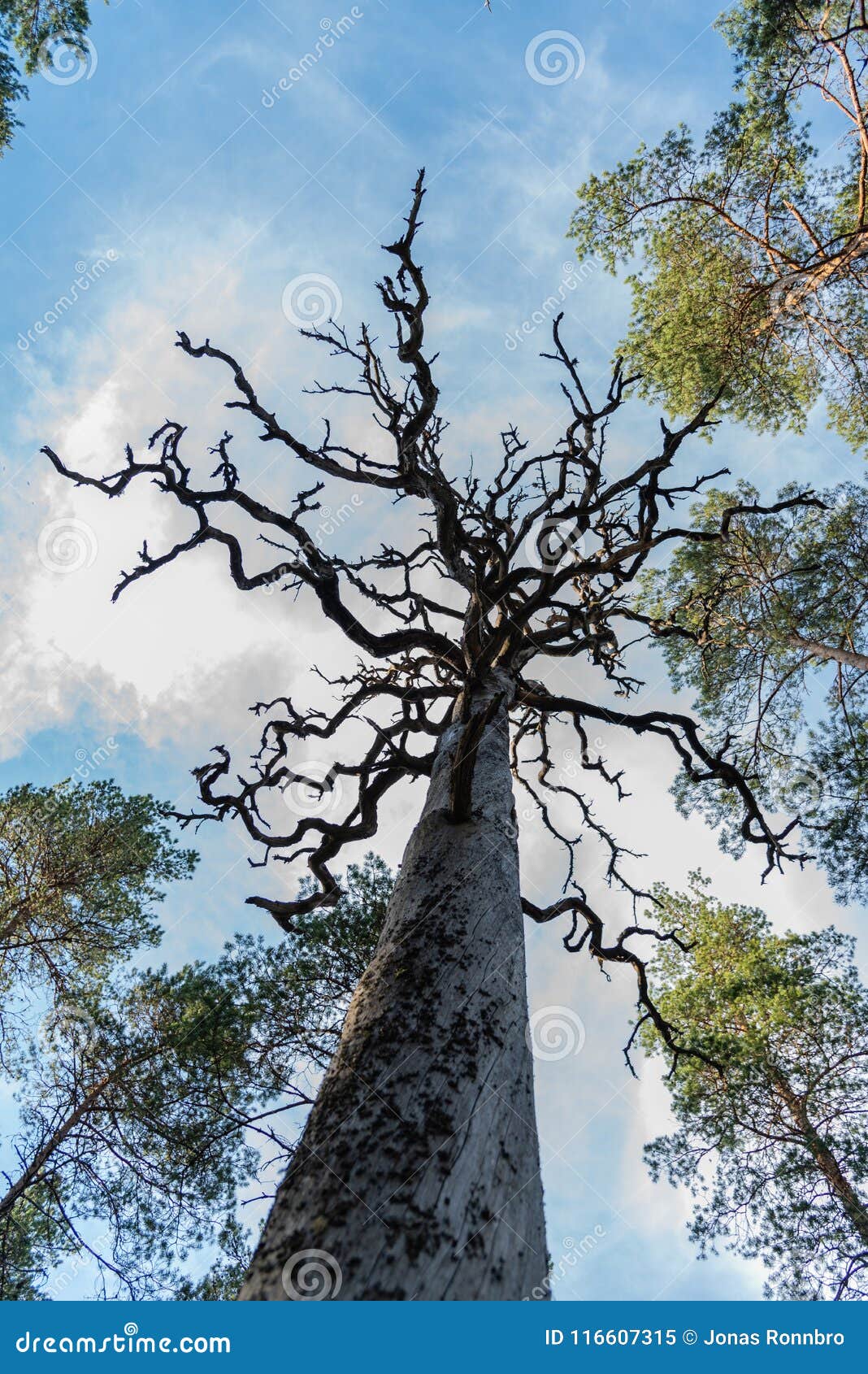 Old Dead Tree Standing Strong and Beautiful Stock Image - Image of hole ...