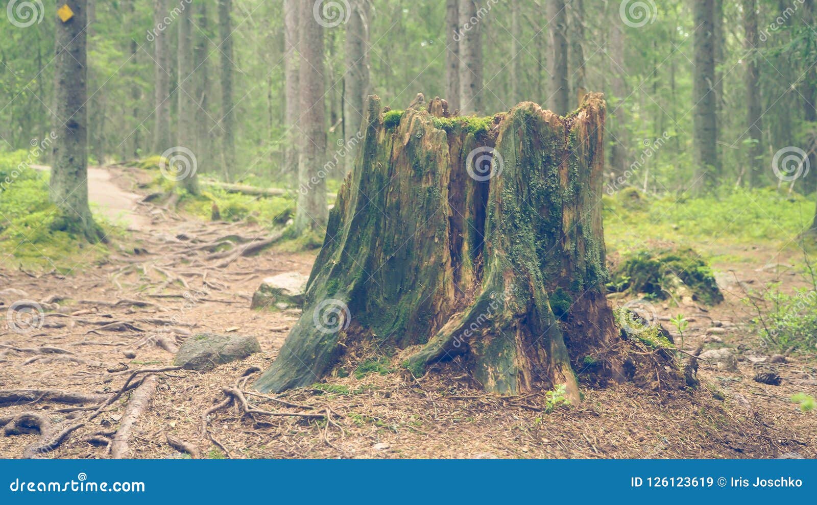 Dead tree stump in finland stock image. Image of color - 126123619