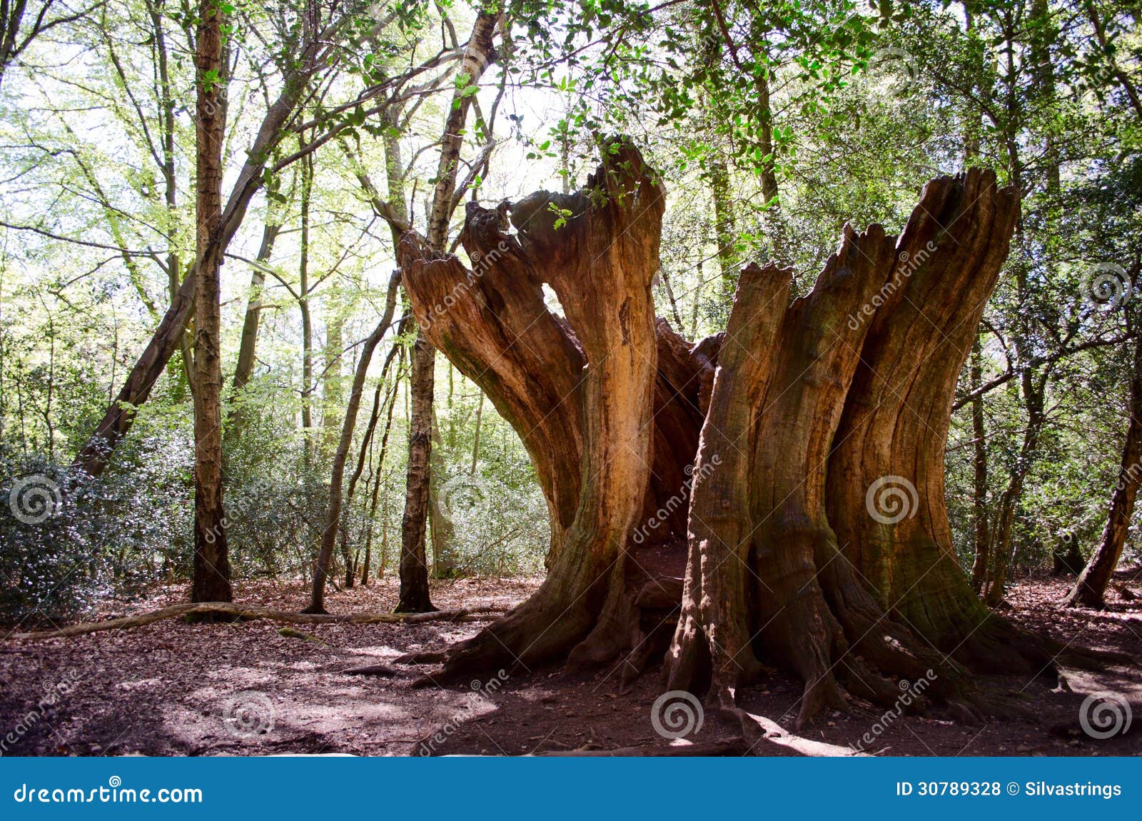 Old dead tree stump stock photo. Image of exploring, view - 30789328