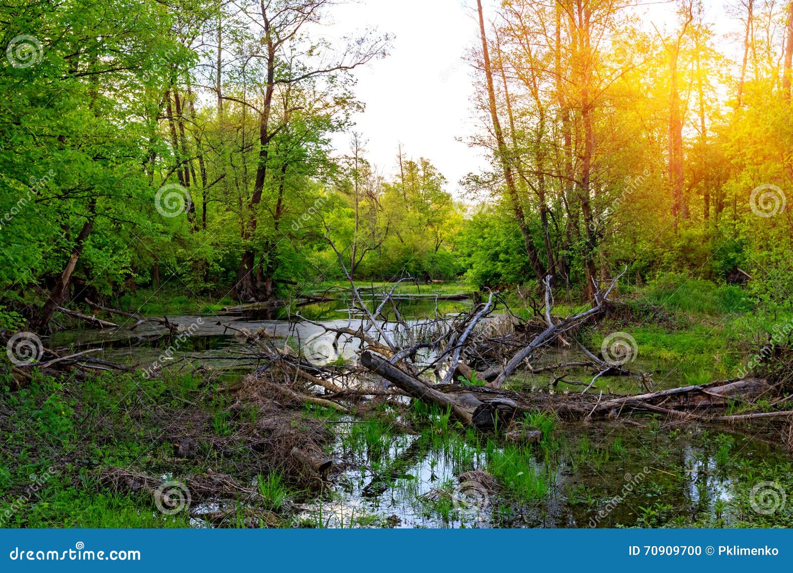 Old dead tree on swamp stock photo. Image of foliage - 70909700