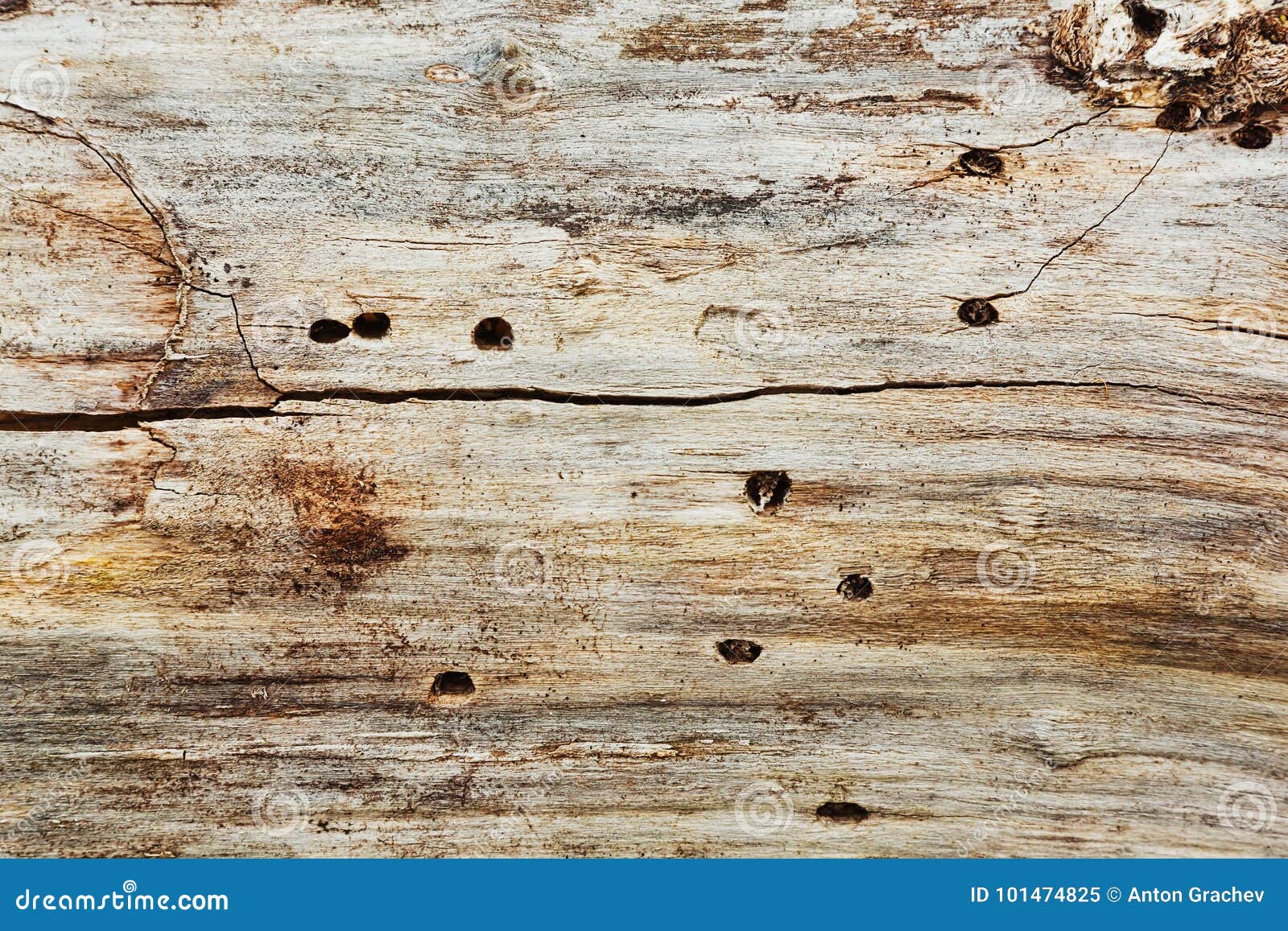 Old Dead Tree Texture Background Stock Image - Image of lumber, closeup ...