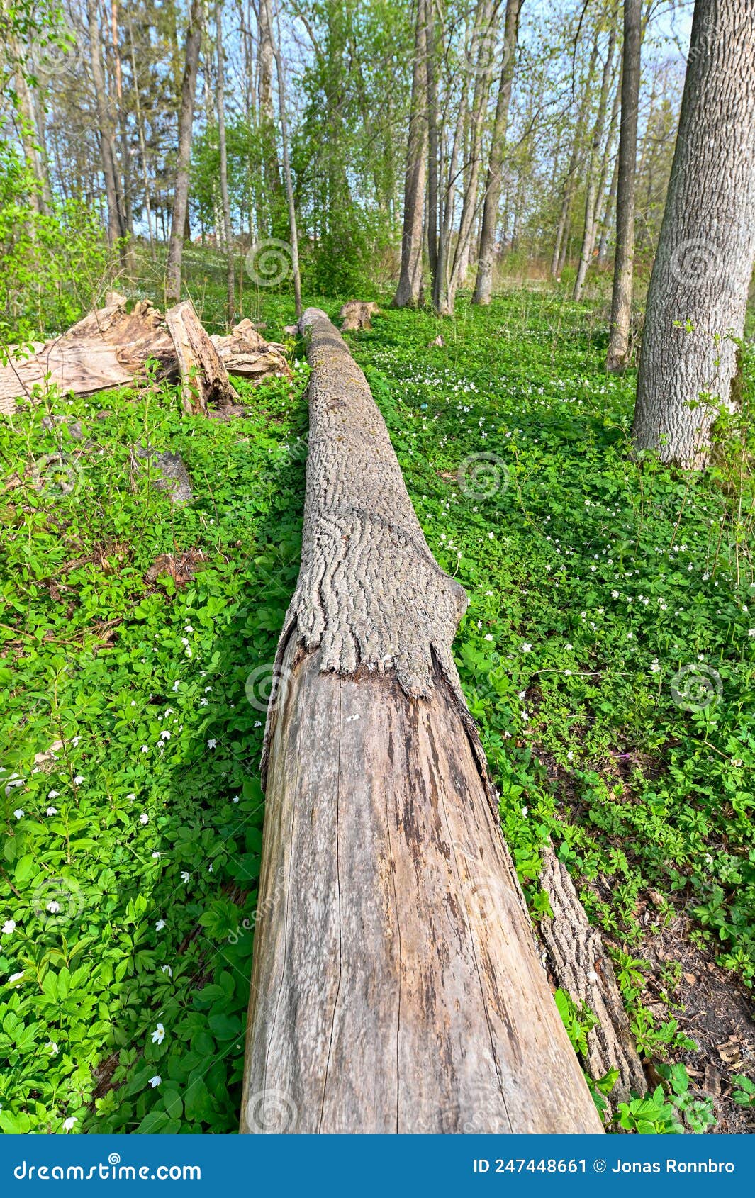 Old Dead Tree Trunk Lying Down in Forest Stock Image - Image of park ...