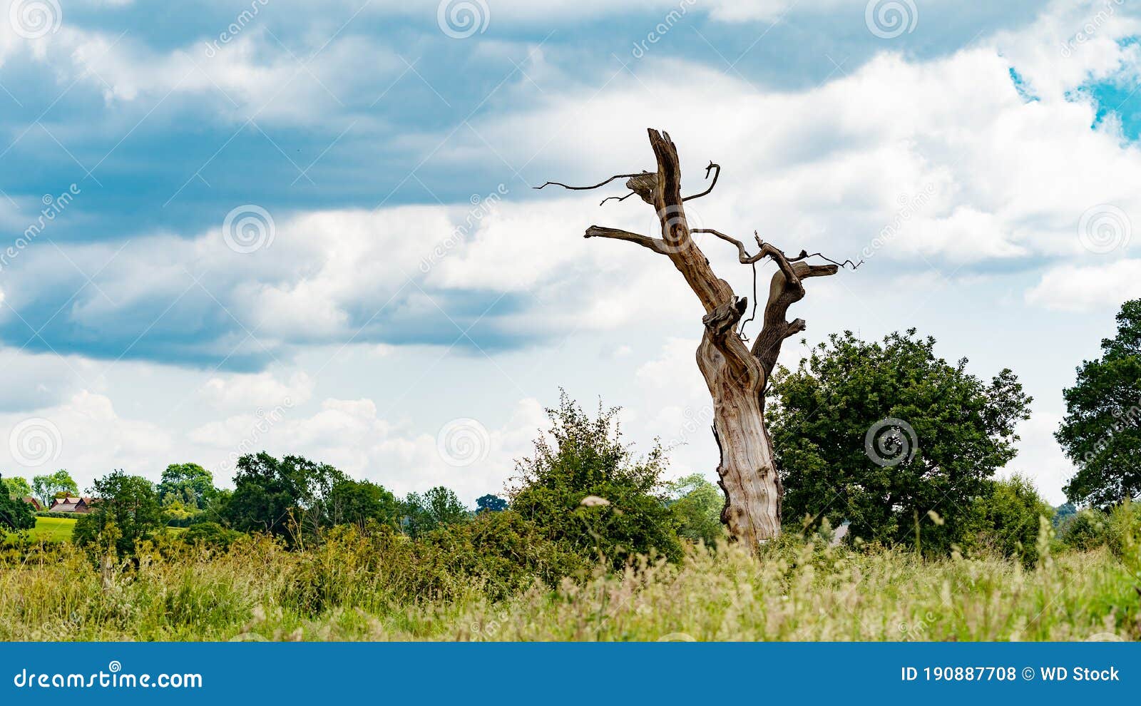 Old Dead Tree in UK Countryside Stock Photo - Image of wood, white ...