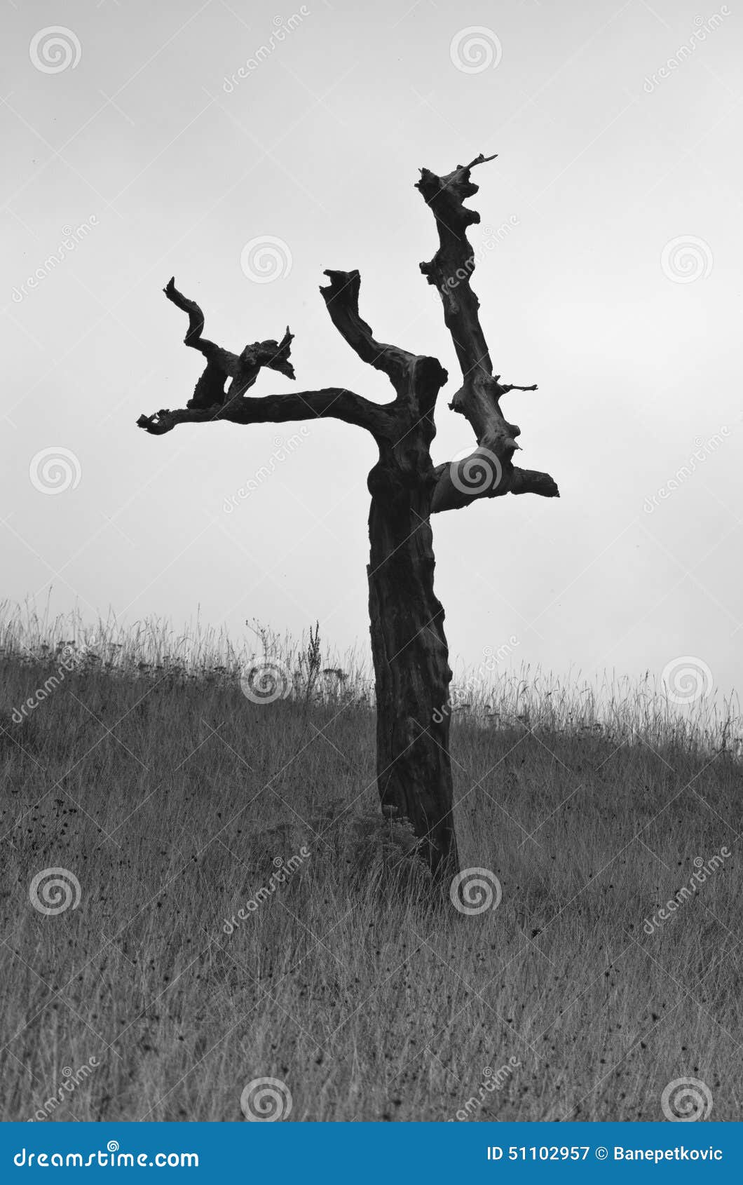 Old Dead Tree Which Survived Many Mountain Storms Stock Image - Image ...