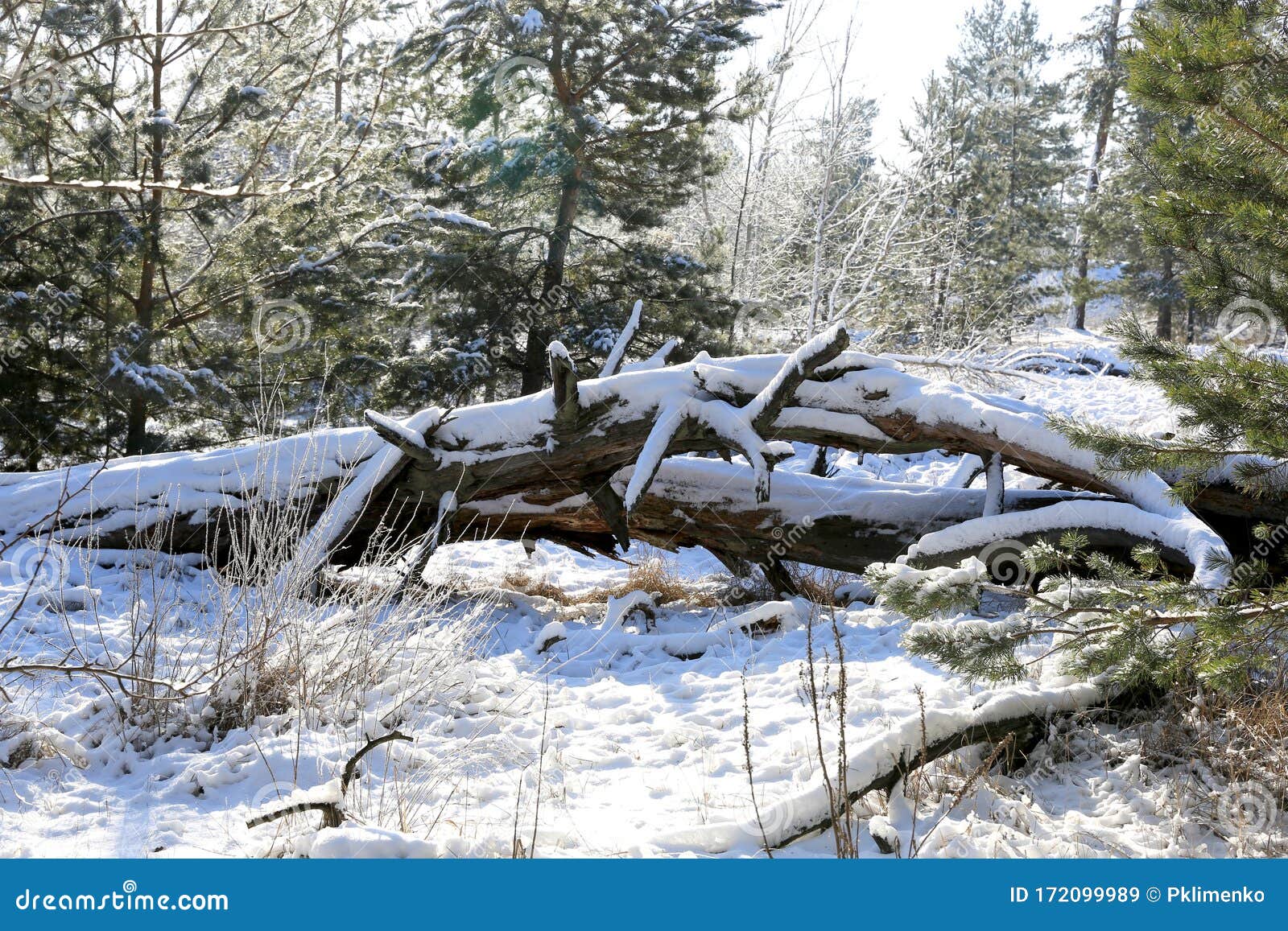 Old Dead Tree in Winter Forest Stock Image - Image of outdoor, storm ...