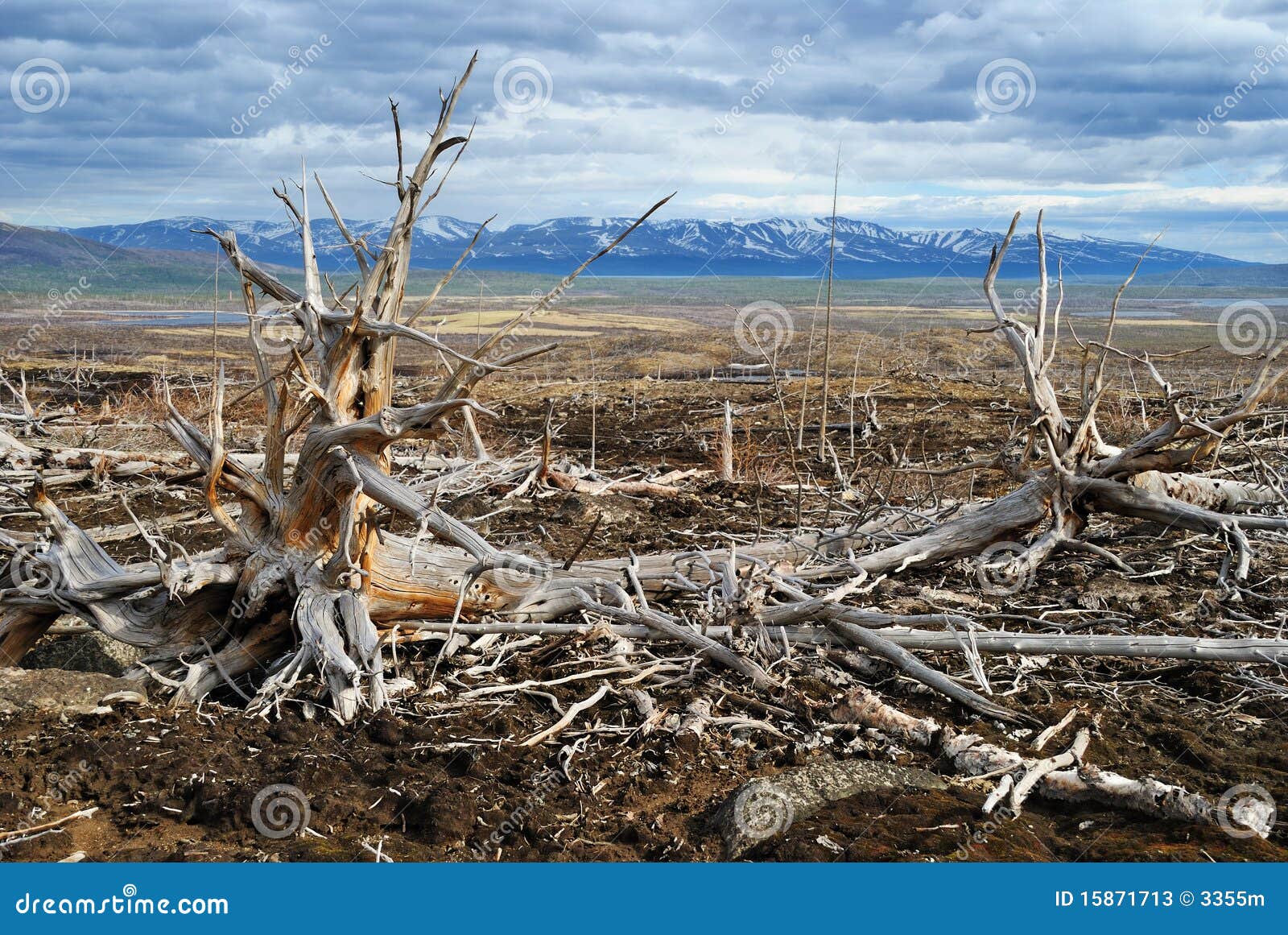 Old dead trees stock image. Image of pollution, plant - 15871713