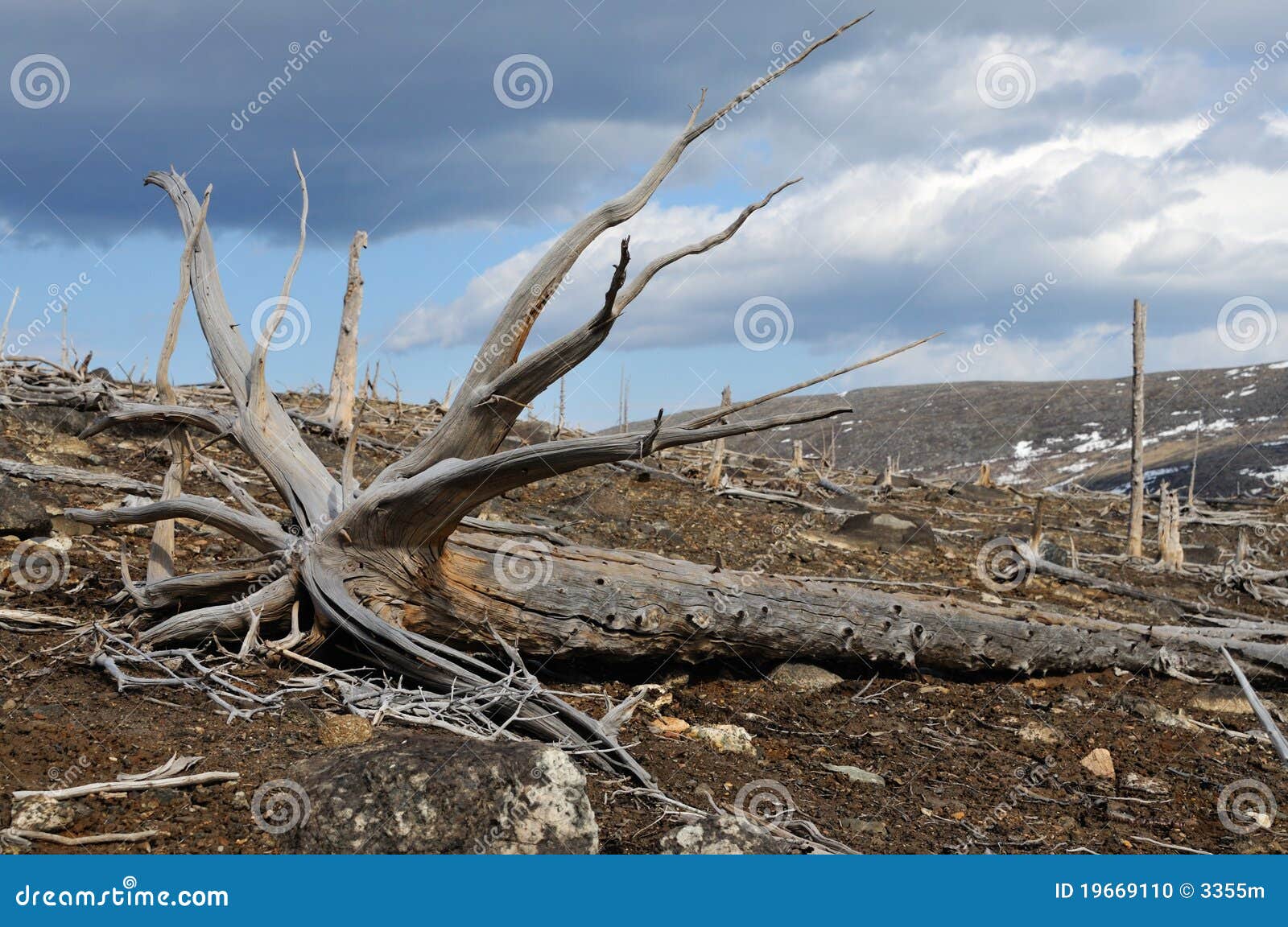 Old dead trees. stock photo. Image of ecology, plant - 19669110