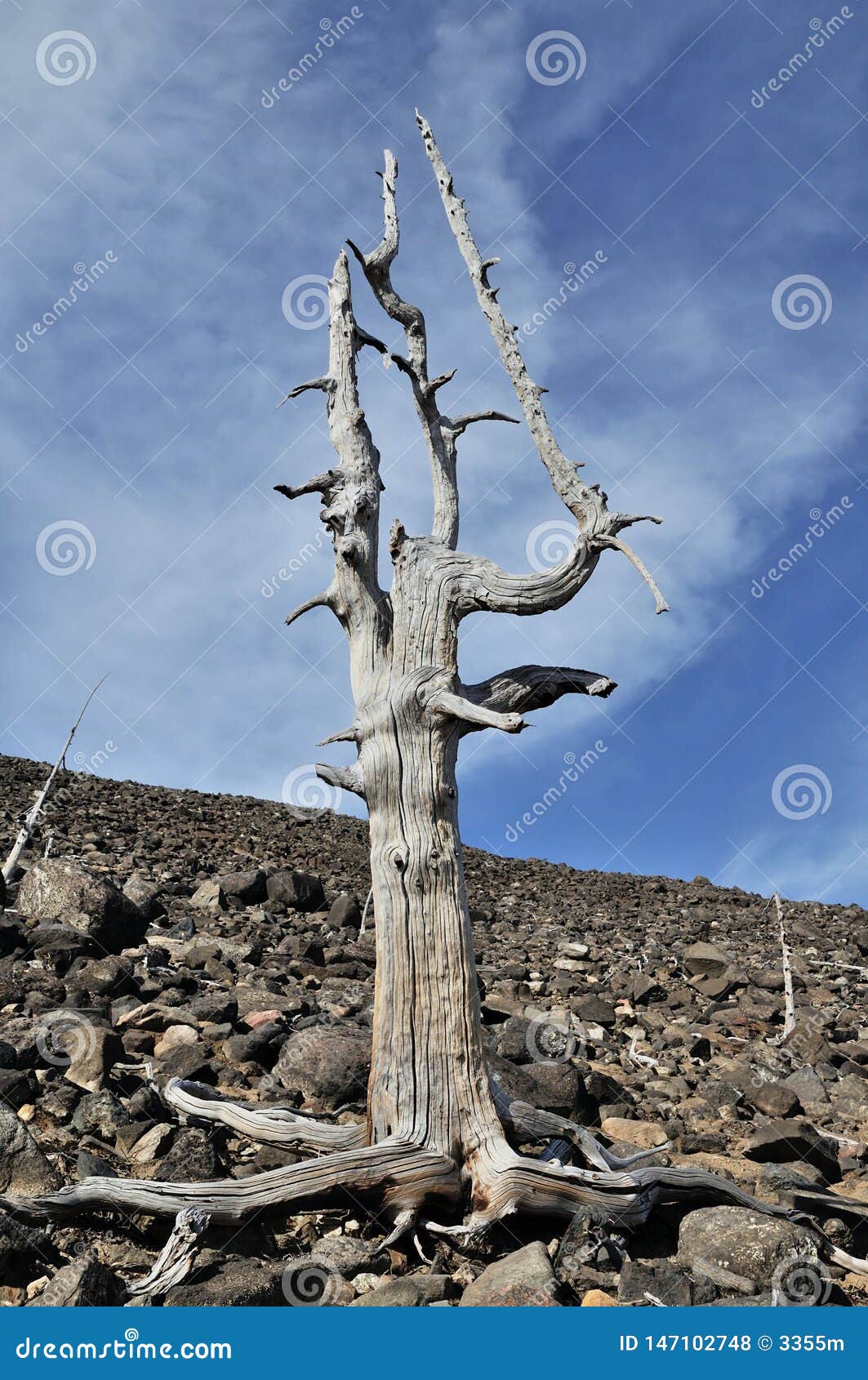 Old dead trees stock photo. Image of eroded, environment - 147102748