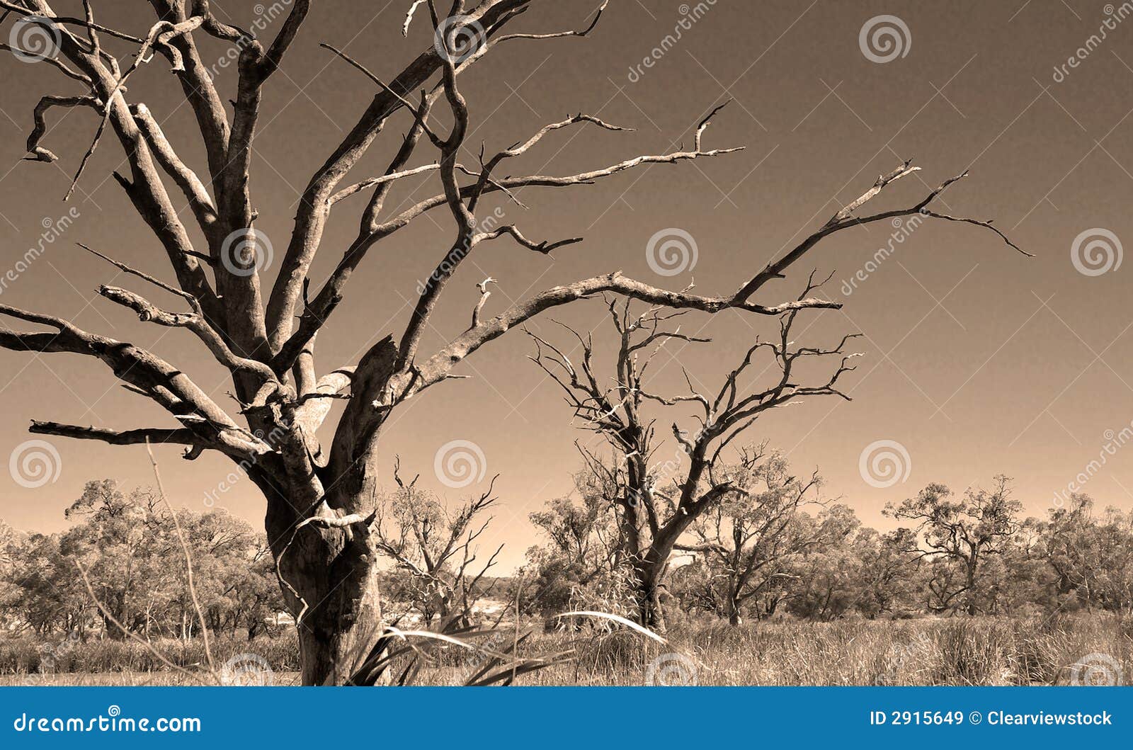 Old Dead Trees in the Drought Stock Image - Image of dead, trees: 2915649