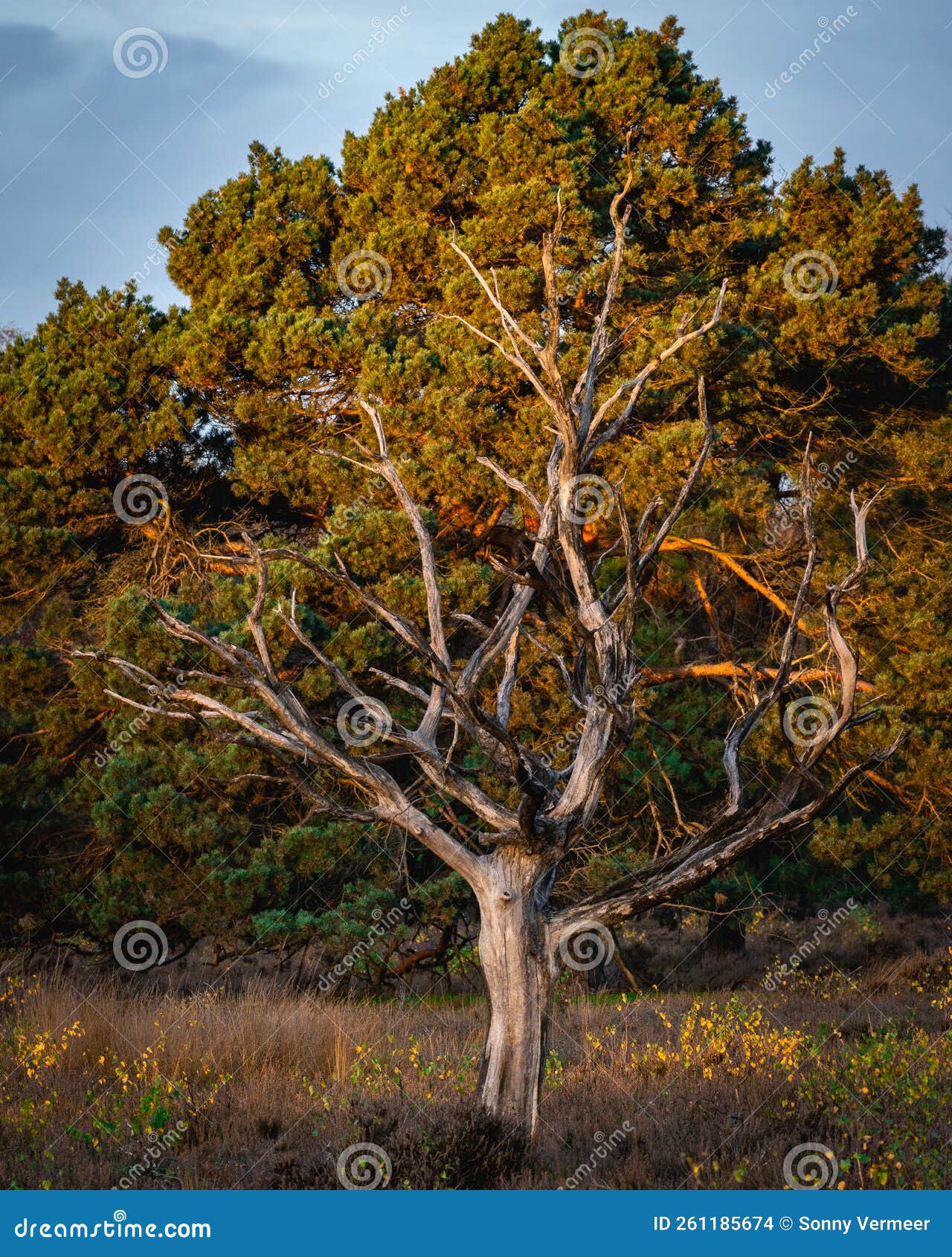 Old Dead Trees at the Noorderheide Stock Photo - Image of death ...
