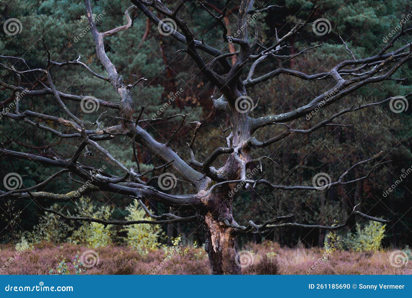 Old Dead Trees at the Noorderheide Stock Photo - Image of growth, woods ...