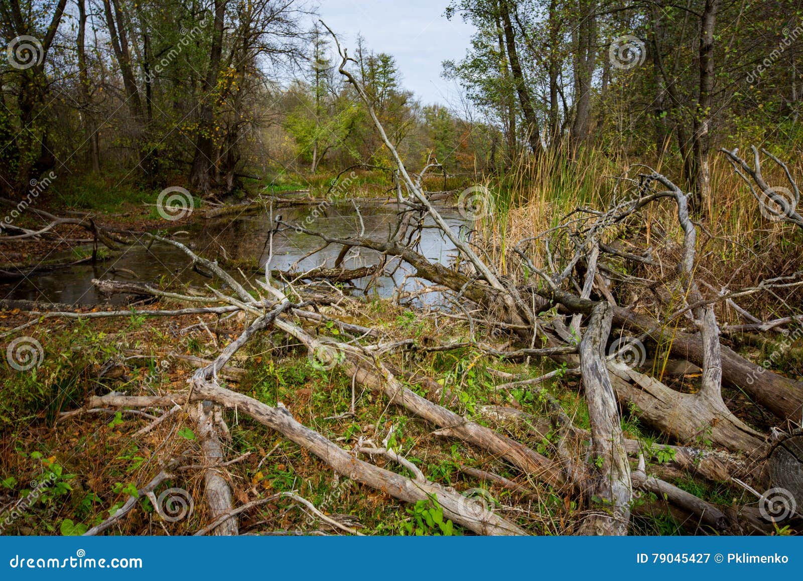 Old dead trees on swamp stock image. Image of scenery - 79045427