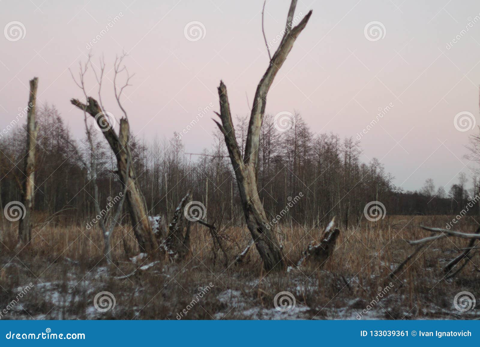 Old Dead Trees in a Swampy Winter Forest at Sunset Stock Image - Image ...