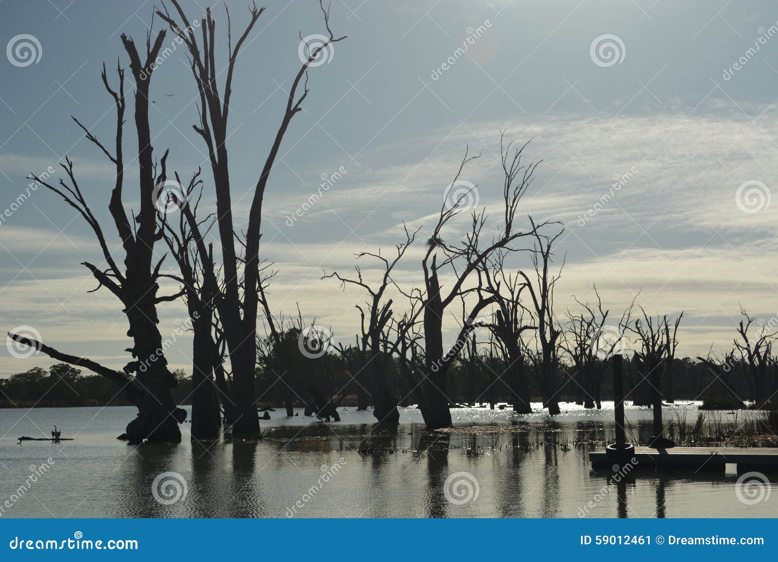 Old Dead Trees on the Water Stock Image - Image of jetty, blue: 59012461