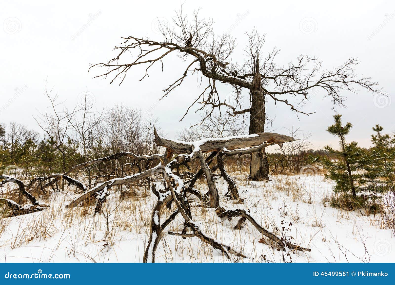 Old dead trees stock image. Image of branch, landscape - 45499581