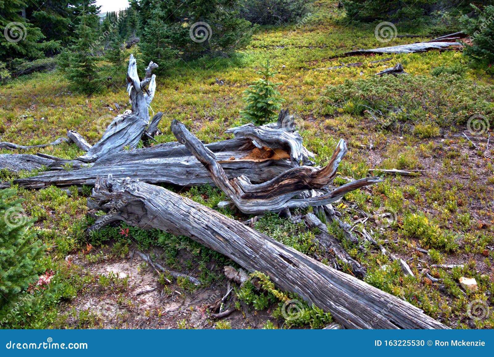 Dead Twisted Trees on Mountain Slope in Early Spring Stock Photo ...
