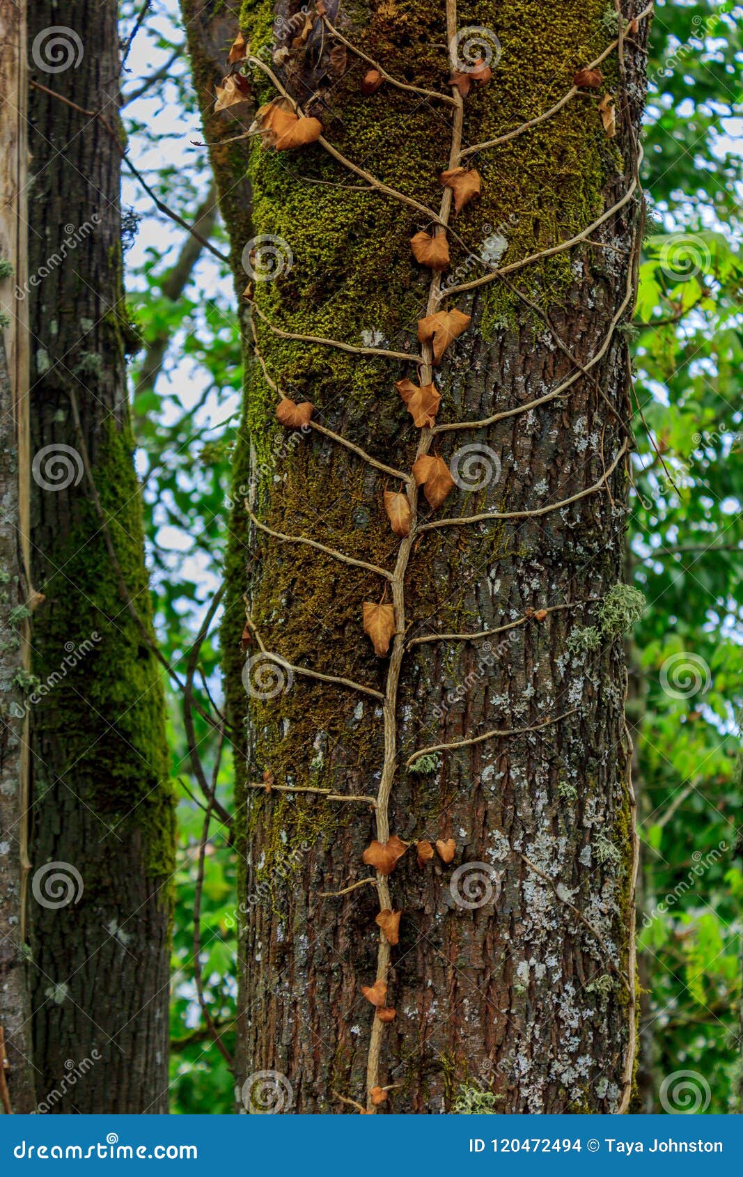 Old Dead Vine Clinging To Tree Trunk Stock Photo - Image of leaf ...
