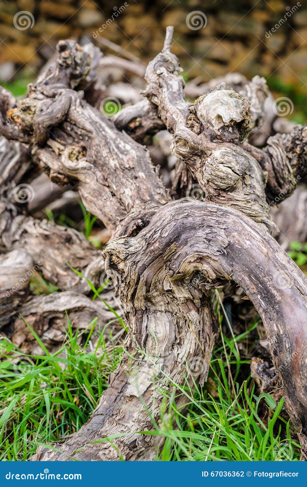 Old Dead Vines in Gathered Deadwood Stock Photo - Image of grape, dead ...