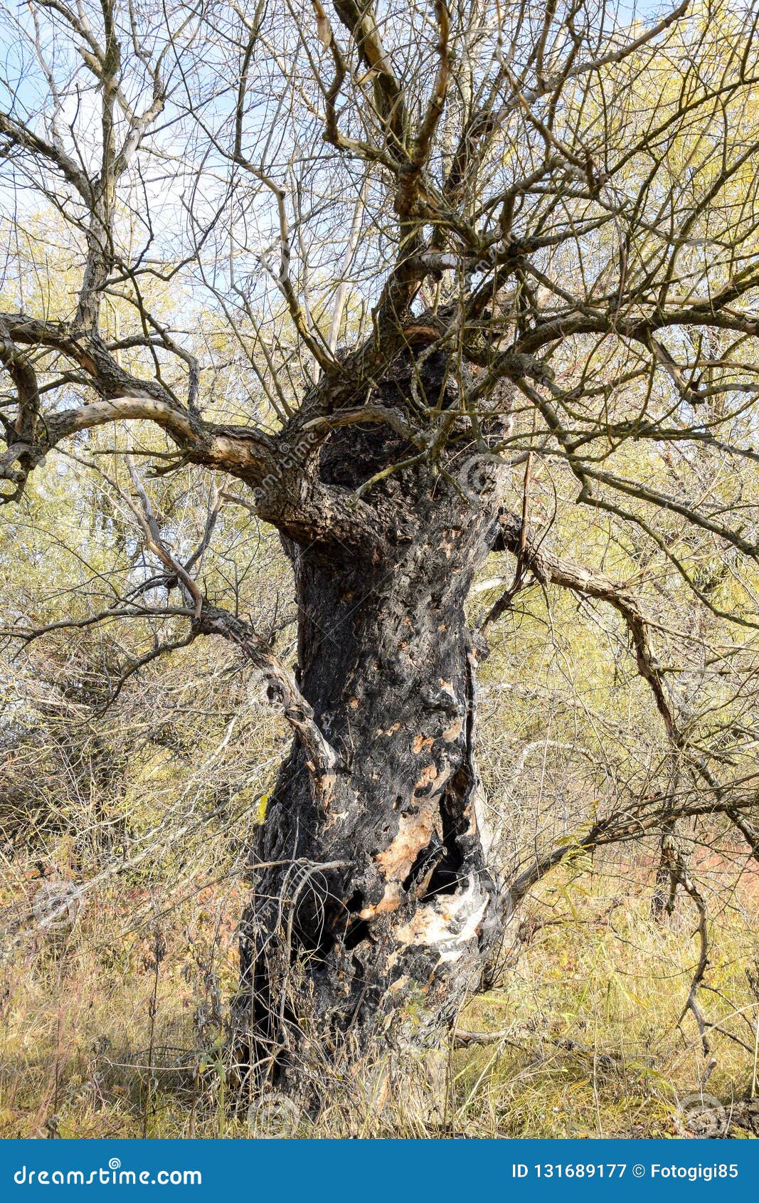 Old Dead Willow Tree. Burnt Tree Bark. Stock Image - Image of tree ...