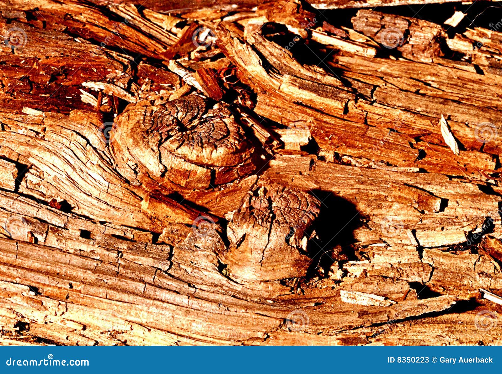 Old decay wood stock image. Image of decaying, wood, texture - 8350223