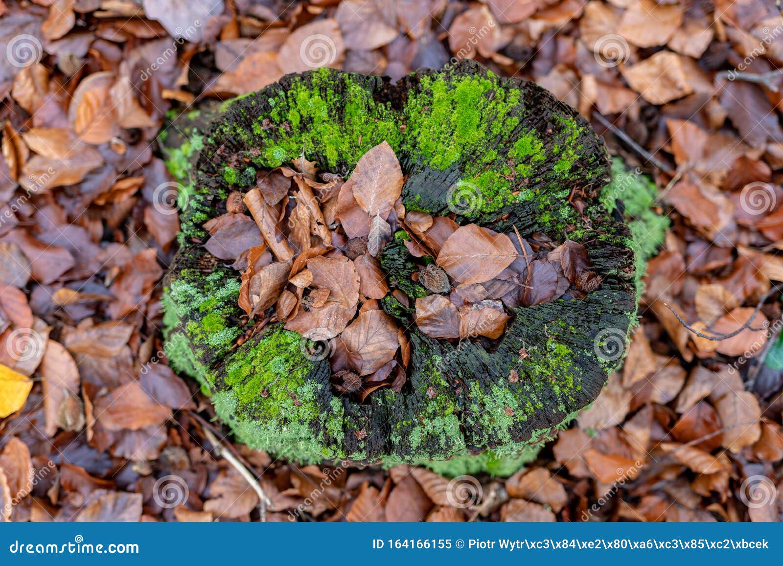 Old Decayed Deciduous Tree Trunk. Dry Deciduous Tree Leaves in the ...