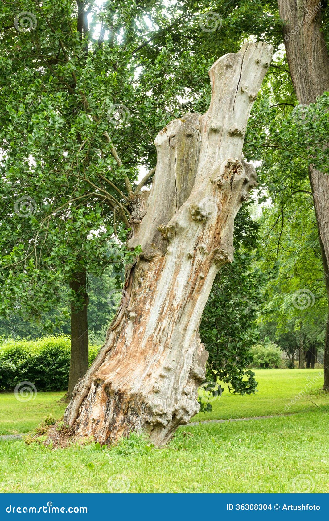 Old Decayed Tree in the Forest Stock Photo - Image of remote, wooden ...