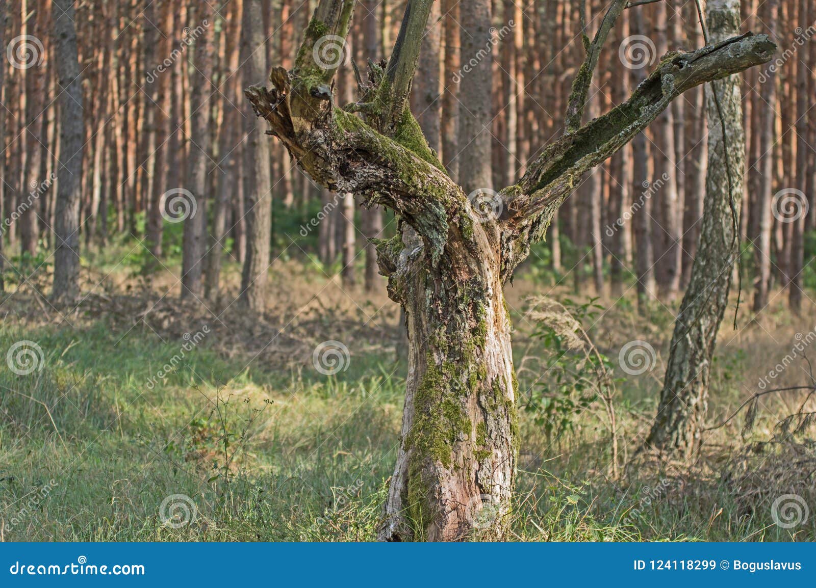 An old, decayed tree. stock image. Image of broken, moss - 124118299