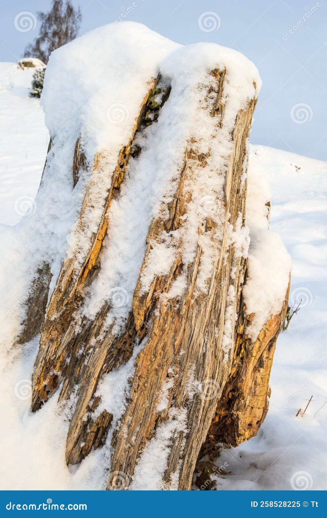 Old Decayed Tree Stump with Snow Stock Image - Image of frosty ...