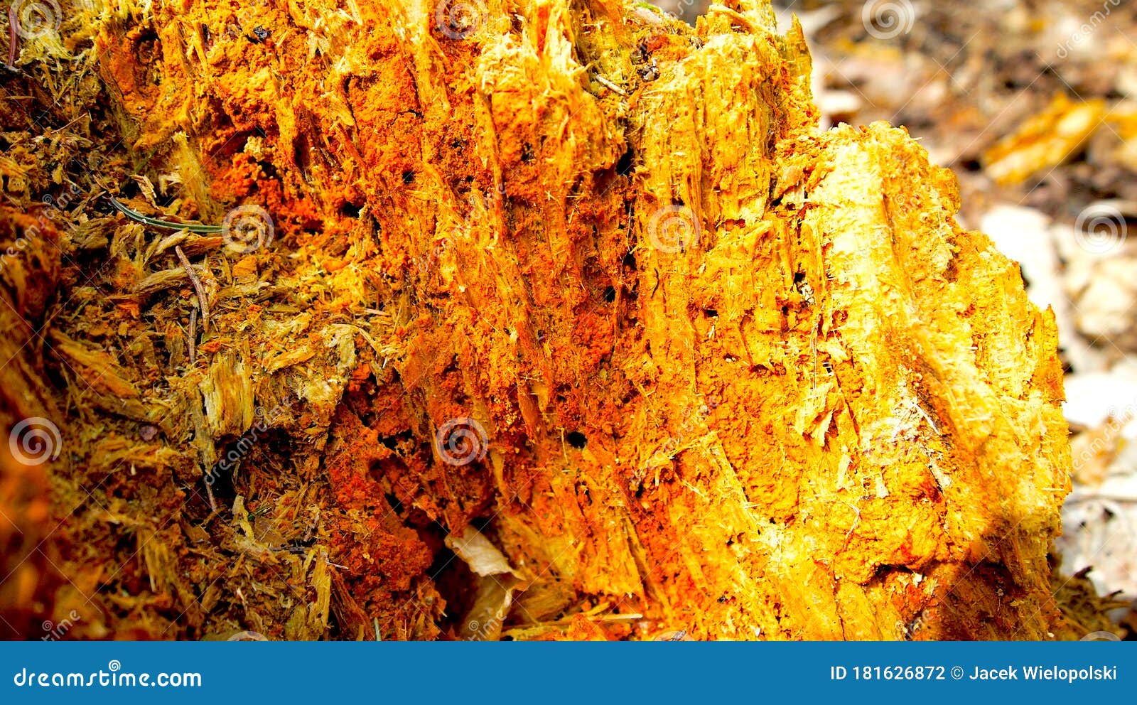 Old Decayed Tree Trunk. Decay in the Forest Stock Photo - Image of ...