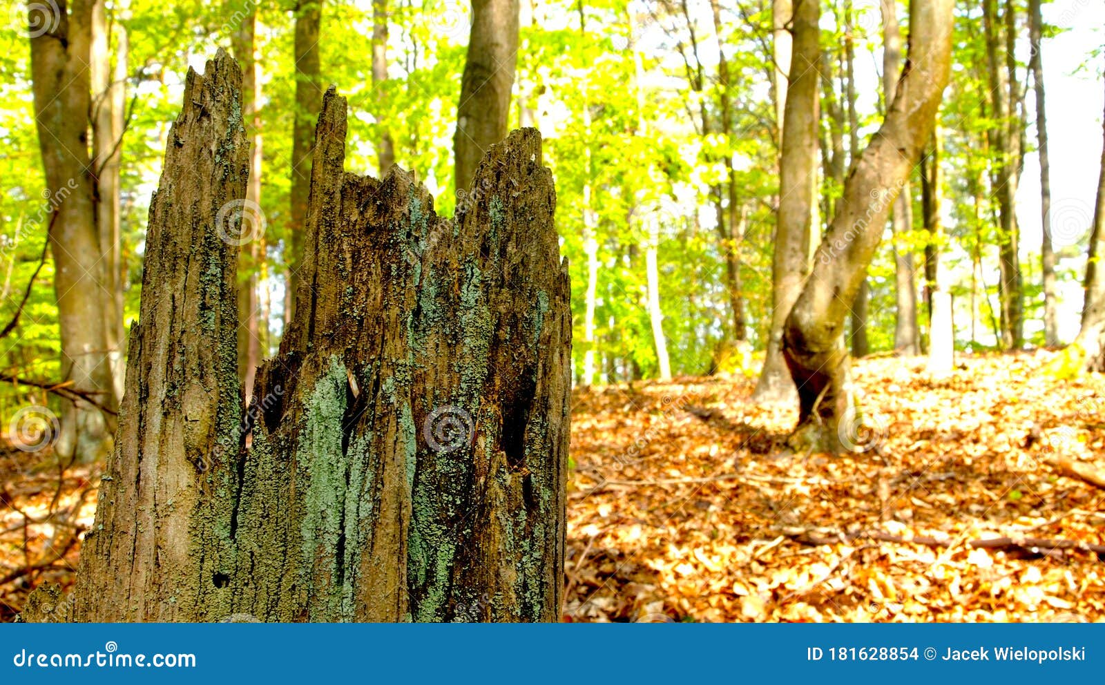 Old Decayed Tree Trunk. Decay in the Forest Stock Photo - Image of ...