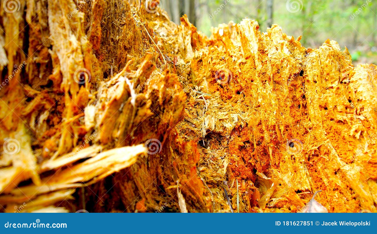 Old Decayed Tree Trunk. Decay in the Forest Stock Image - Image of ...