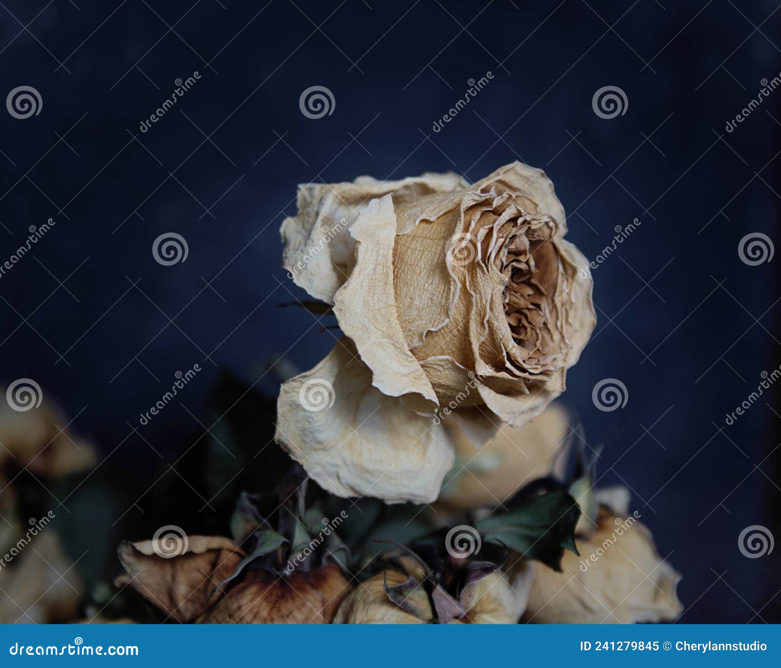 Old Decaying Dried White Rose Stock Image - Image of romantic ...